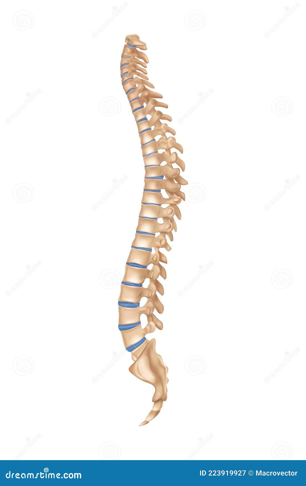 Realistic Human Spine stock vector. Illustration of study - 223919927