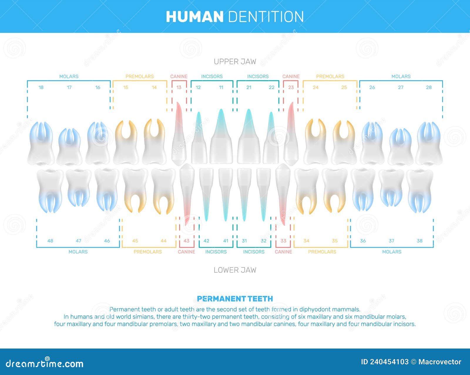 Realistic Human Teeth Infographics Stock Vector - Illustration of ...