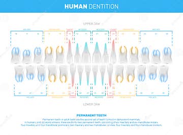Realistic Human Teeth Infographics Stock Vector - Illustration of ...