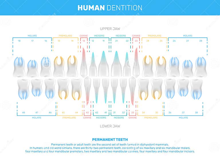 Realistic Human Teeth Infographics Stock Vector - Illustration of ...