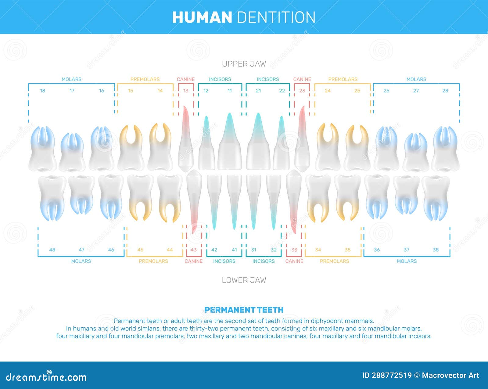 Realistic Human Teeth Infographics Stock Vector - Illustration of ...