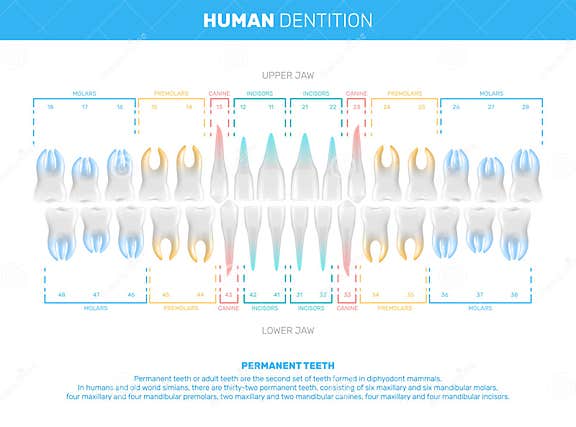 Realistic Human Teeth Infographics Stock Vector - Illustration of ...