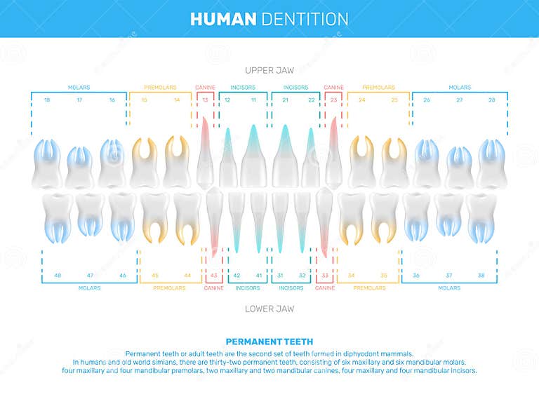 Realistic Human Teeth Infographics Stock Vector - Illustration of ...