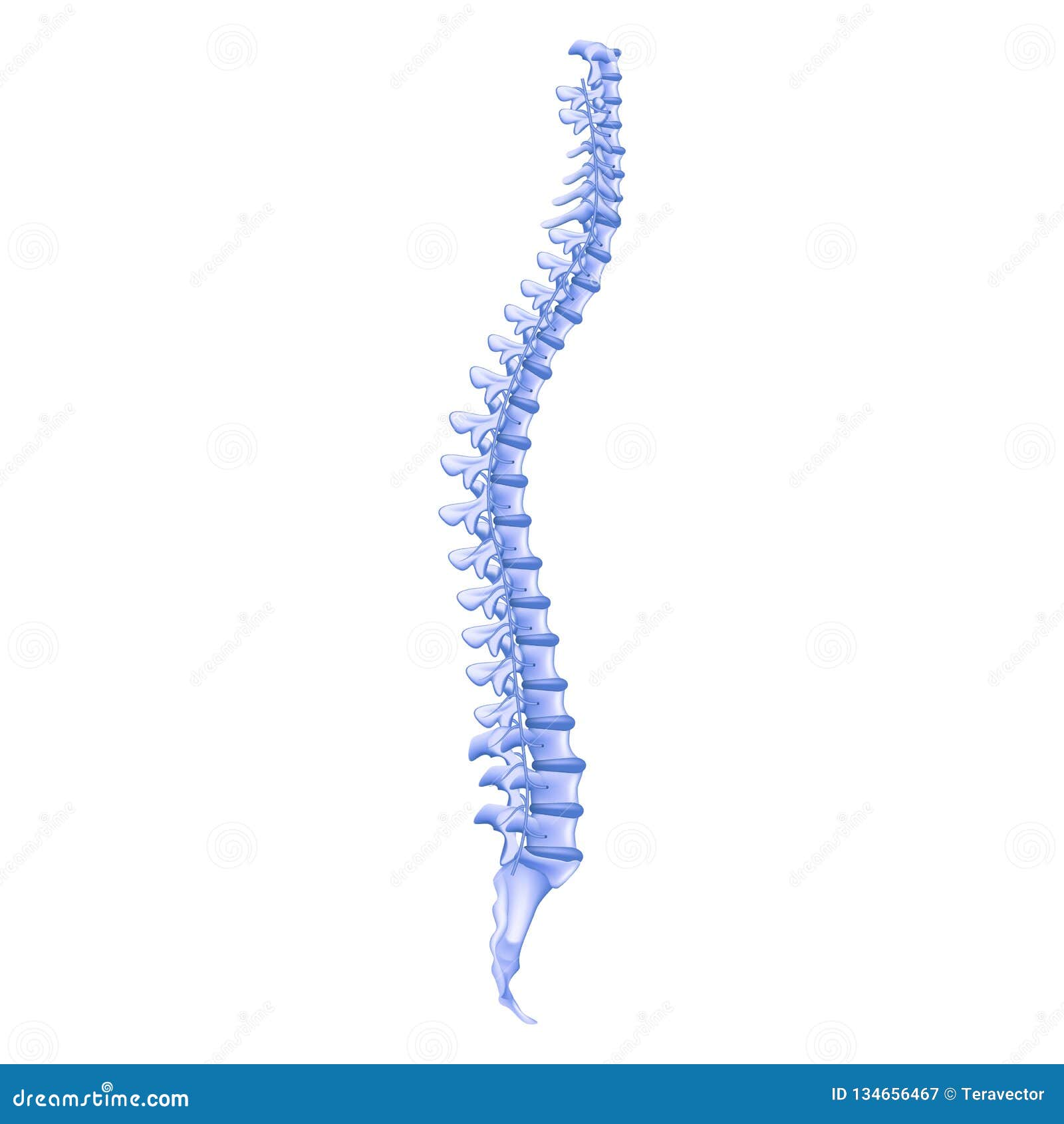 Realistic Illustration Bone Profile Human Spine Stock Vector ... Realistic Illustration Bone Profile Human Spine Stock Vector ...