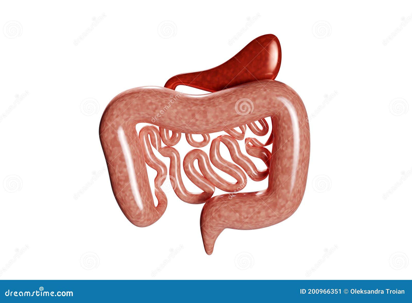 Realistic Illustration of 3d Digestive. 3d Rendering Illustration Stock ...