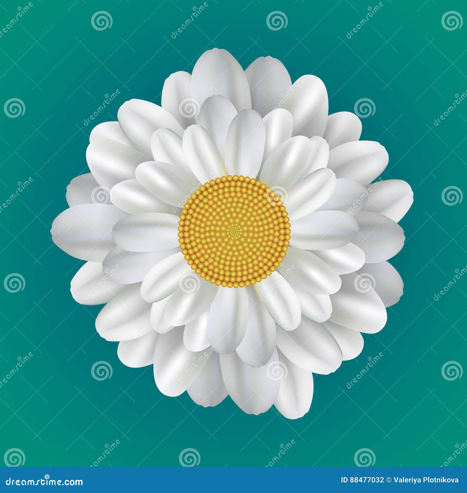 Realistic Illustration of a Daisy. Stock Vector - Illustration of ...