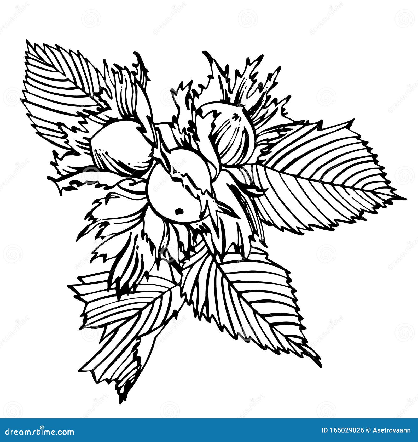 Realistic Illustration of Hazelnuts. Set of Graphic Hazelnuts Elements ...