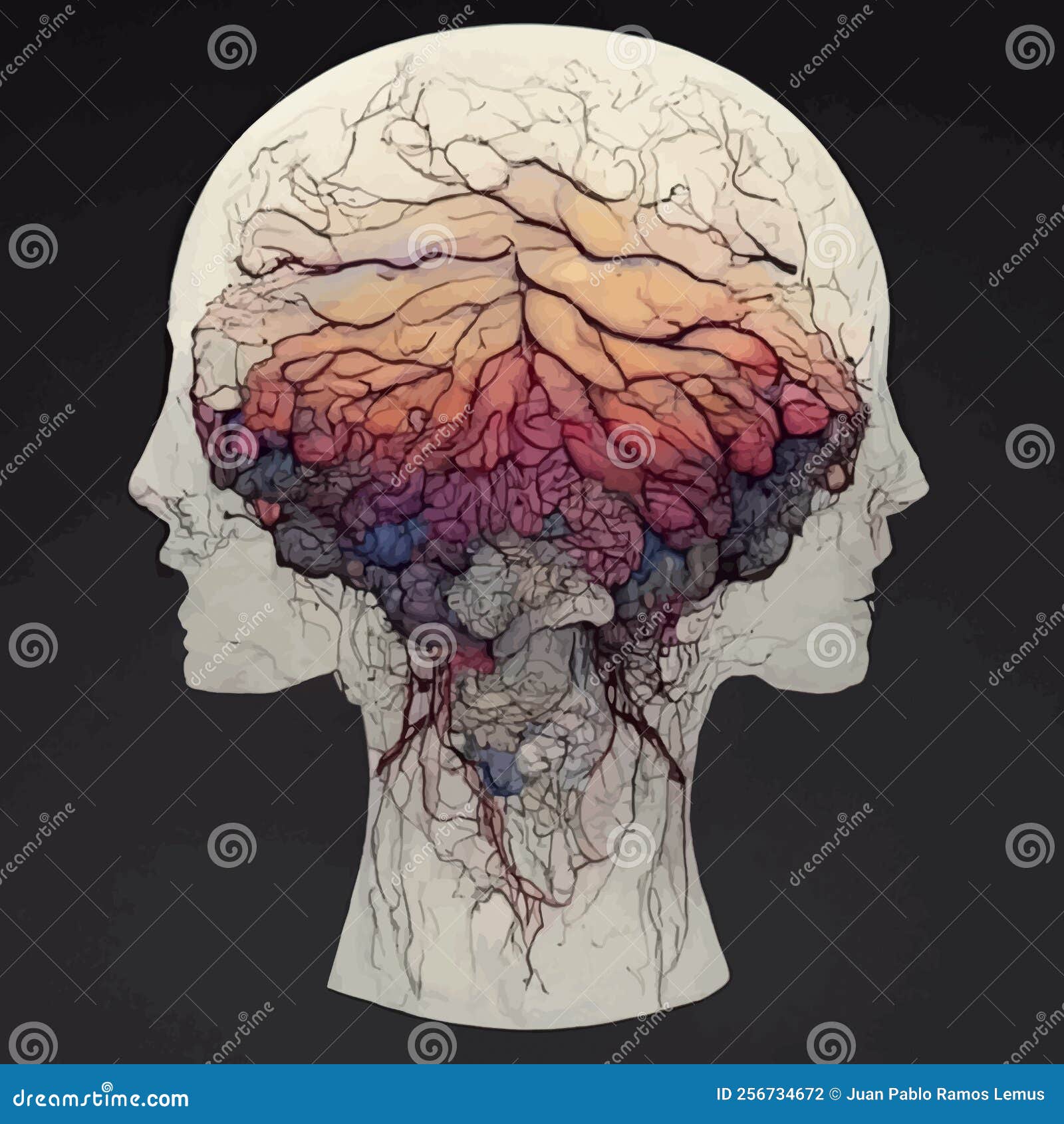 Realistic Illustration of the Human Brain. Parts of the Brain. Stock ...