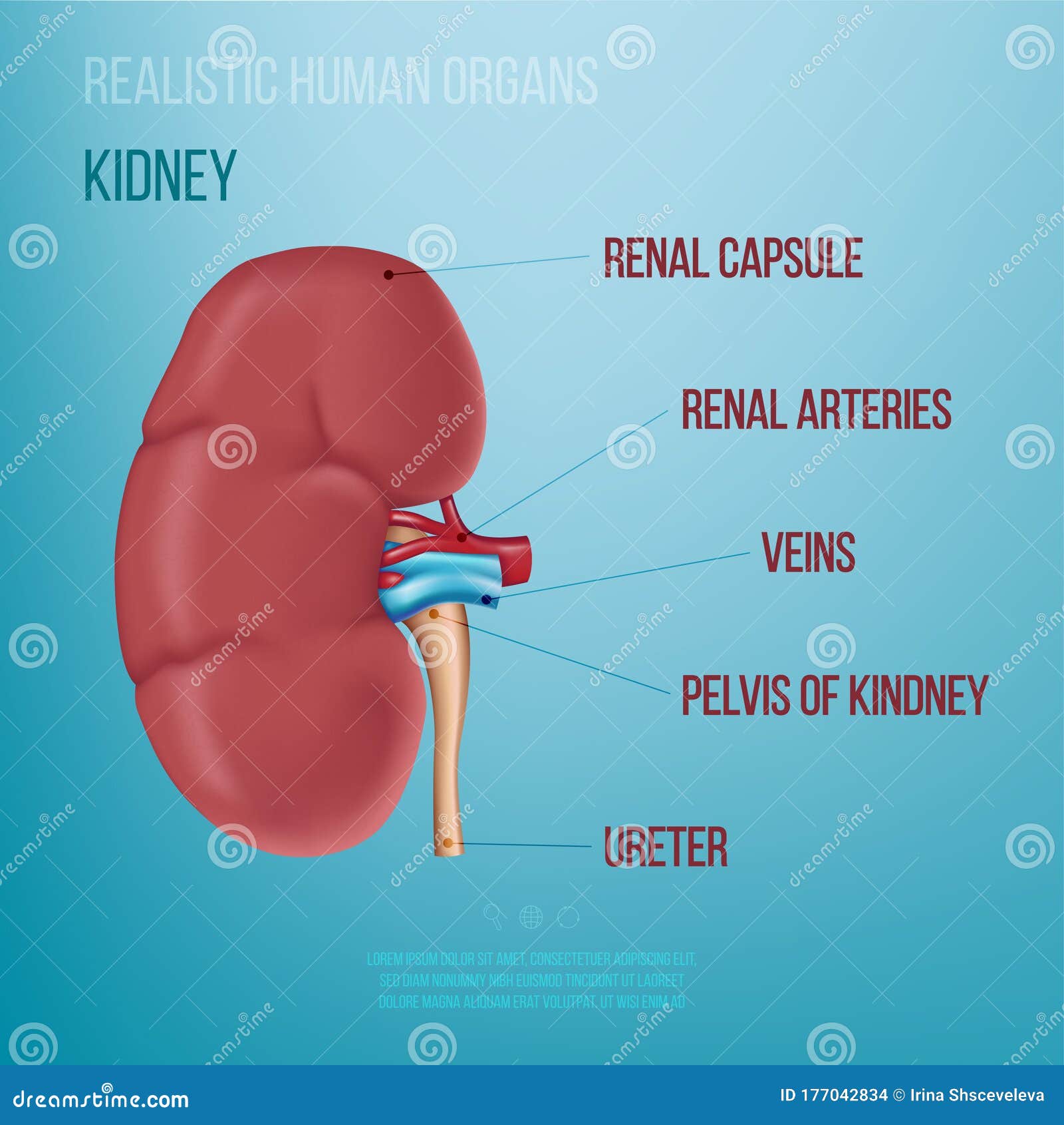Realistic Illustration of a Human Kidney on a Blue Background. Names of ...