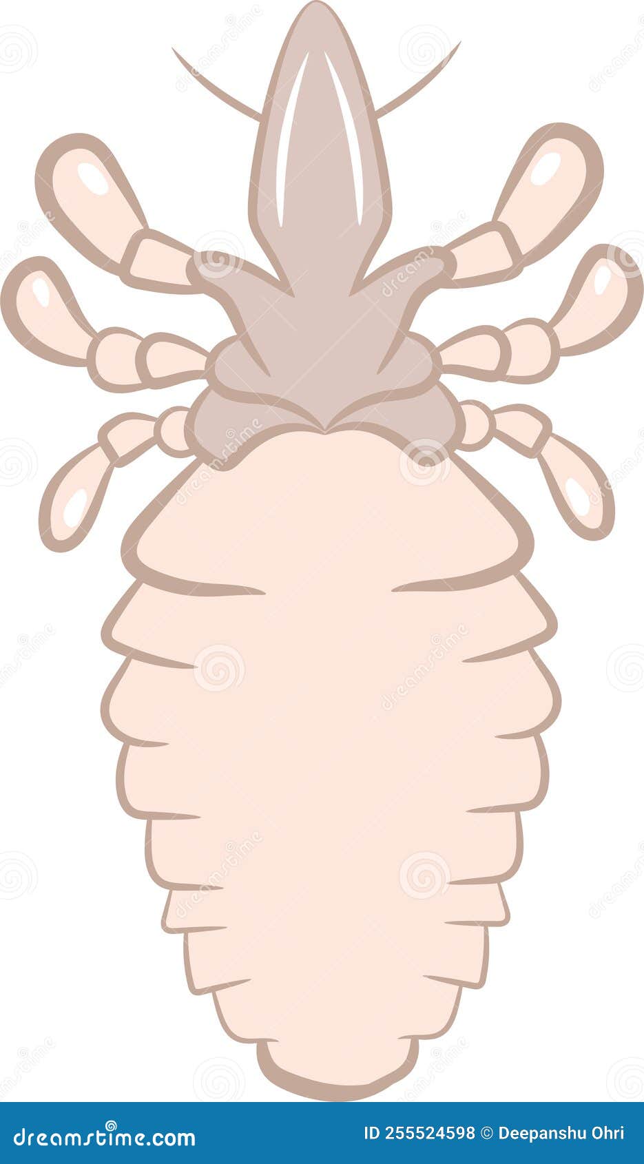 Lice or Tick stock vector. Illustration of dirty, treatment - 255524598