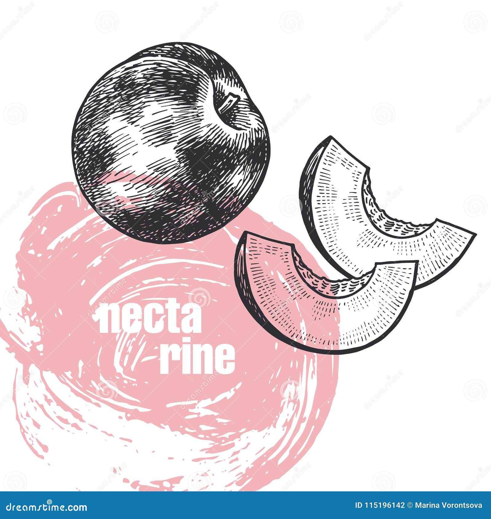 Realistic Illustration of Nectarine Fruit Isolated on White Back Stock ...