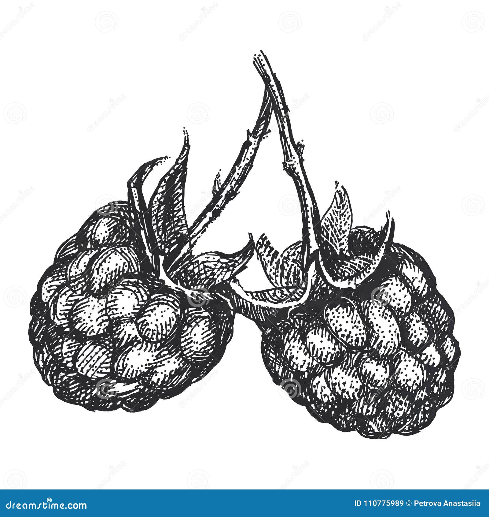 Realistic Illustration of Raspberry in Vintage Engraving Technique ...