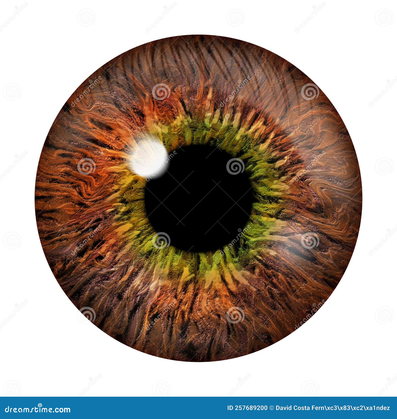 Realistic Image of an Eye. Iris, Cornea, Retina with Luminous Flash ...