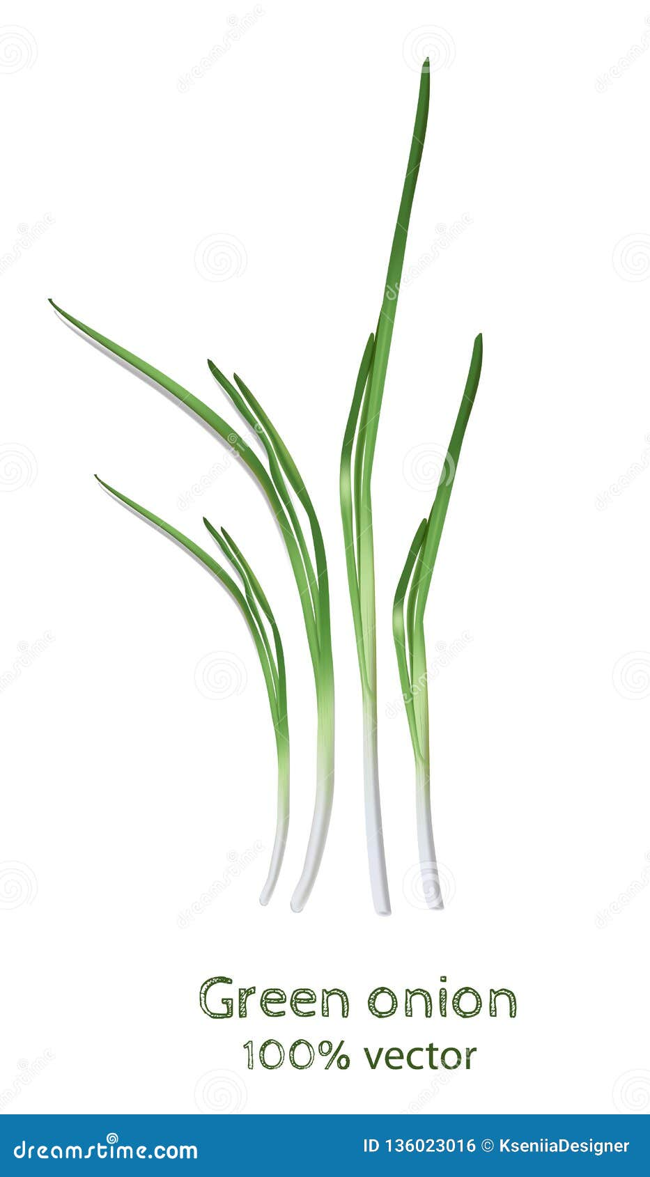 Realistic Image of a Green Onion on a White Background. Stock Vector ...