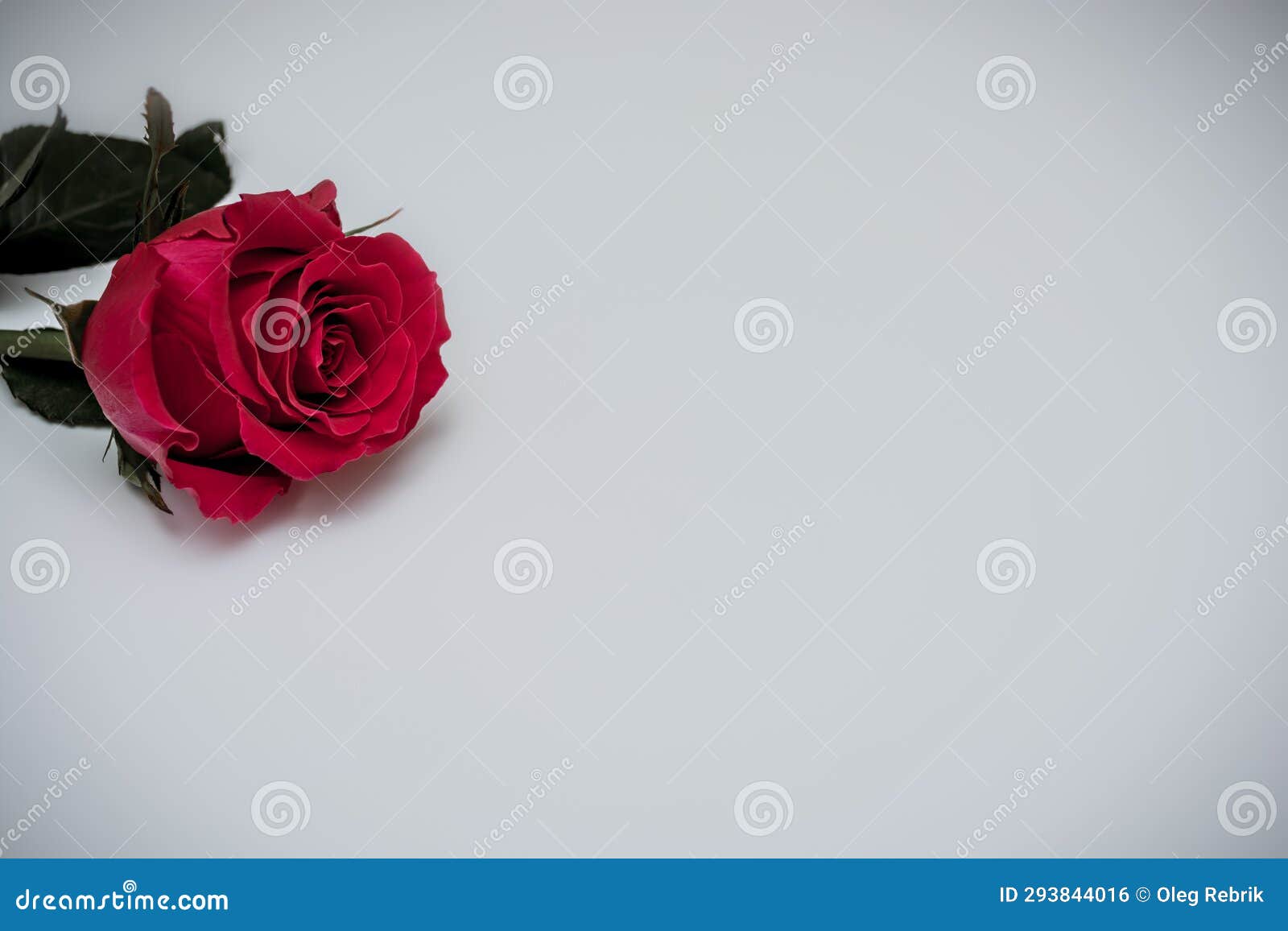 A Realistic Image of a Single Red Rose on a Plain Gray and White ...