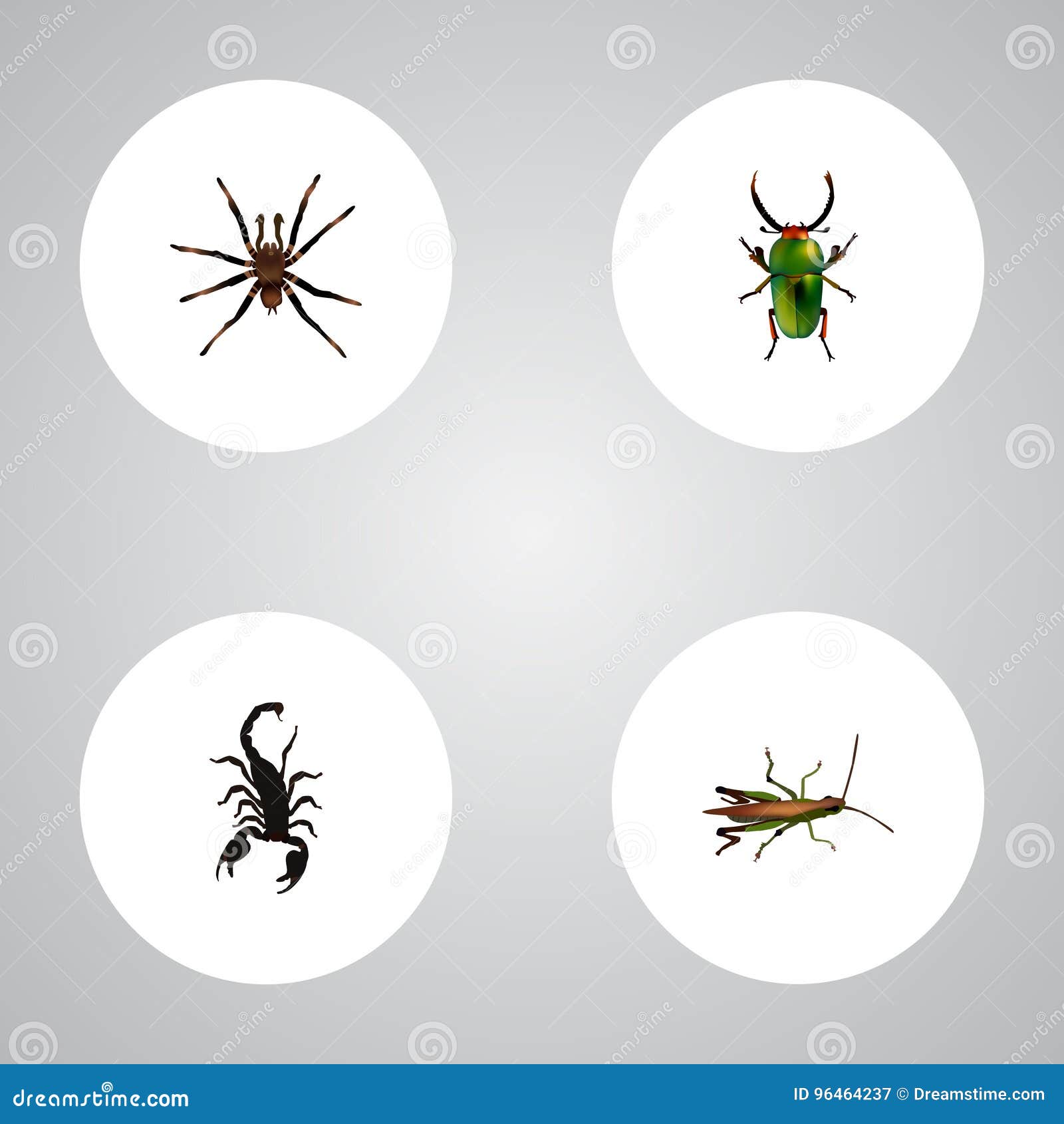 Realistic Insect, Arachnid, Poisonous and Other Vector Elements. Set of ...