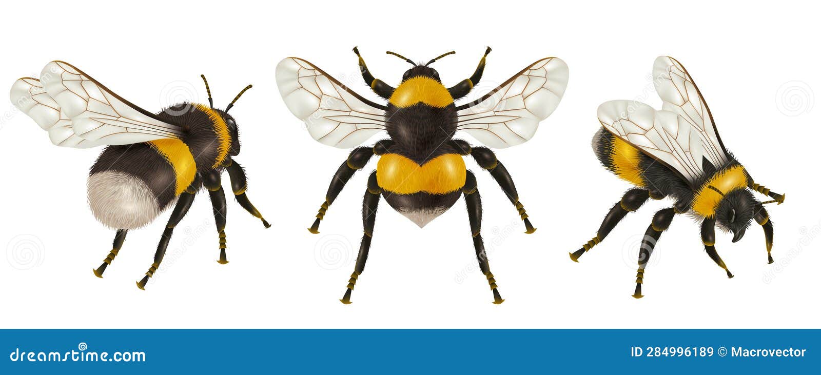 Realistic Insect Bee Set stock vector. Illustration of detailed - 284996189