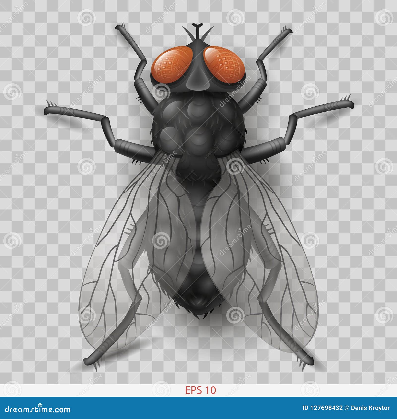 Realistic Insect Fly in Vector Insect Fly Stock Vector - Illustration ...