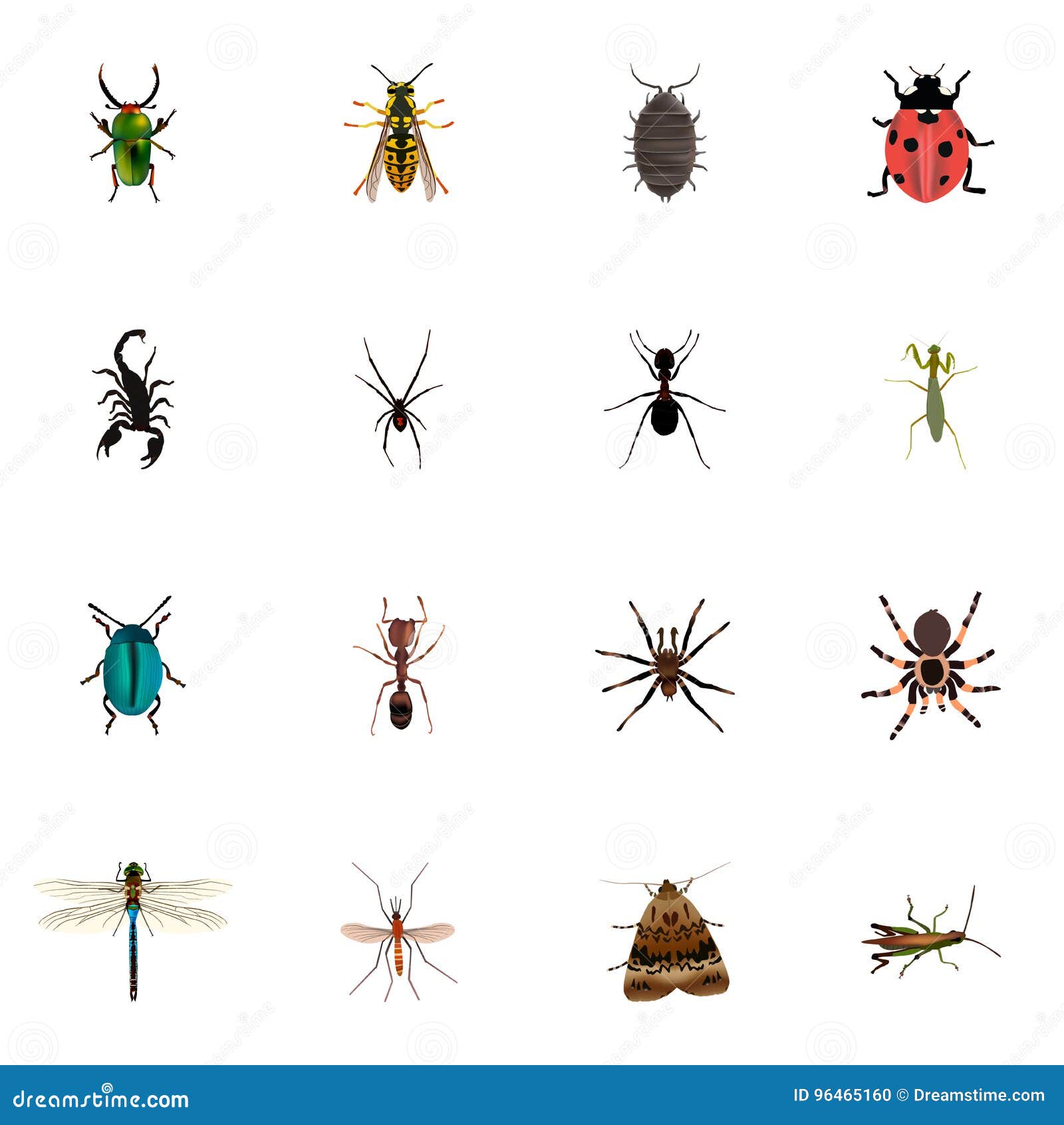 Realistic Insect, Locust, Butterfly and Other Vector Elements. Set of ...