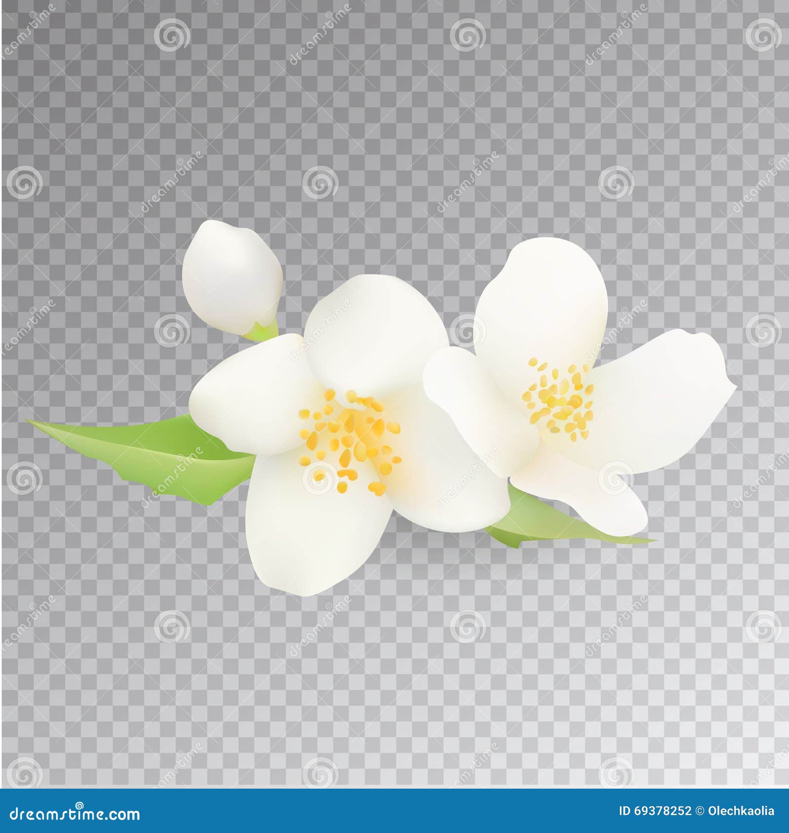Realistic Jasmine Flower Icon. on Transparent Background. Vector Clip ...
