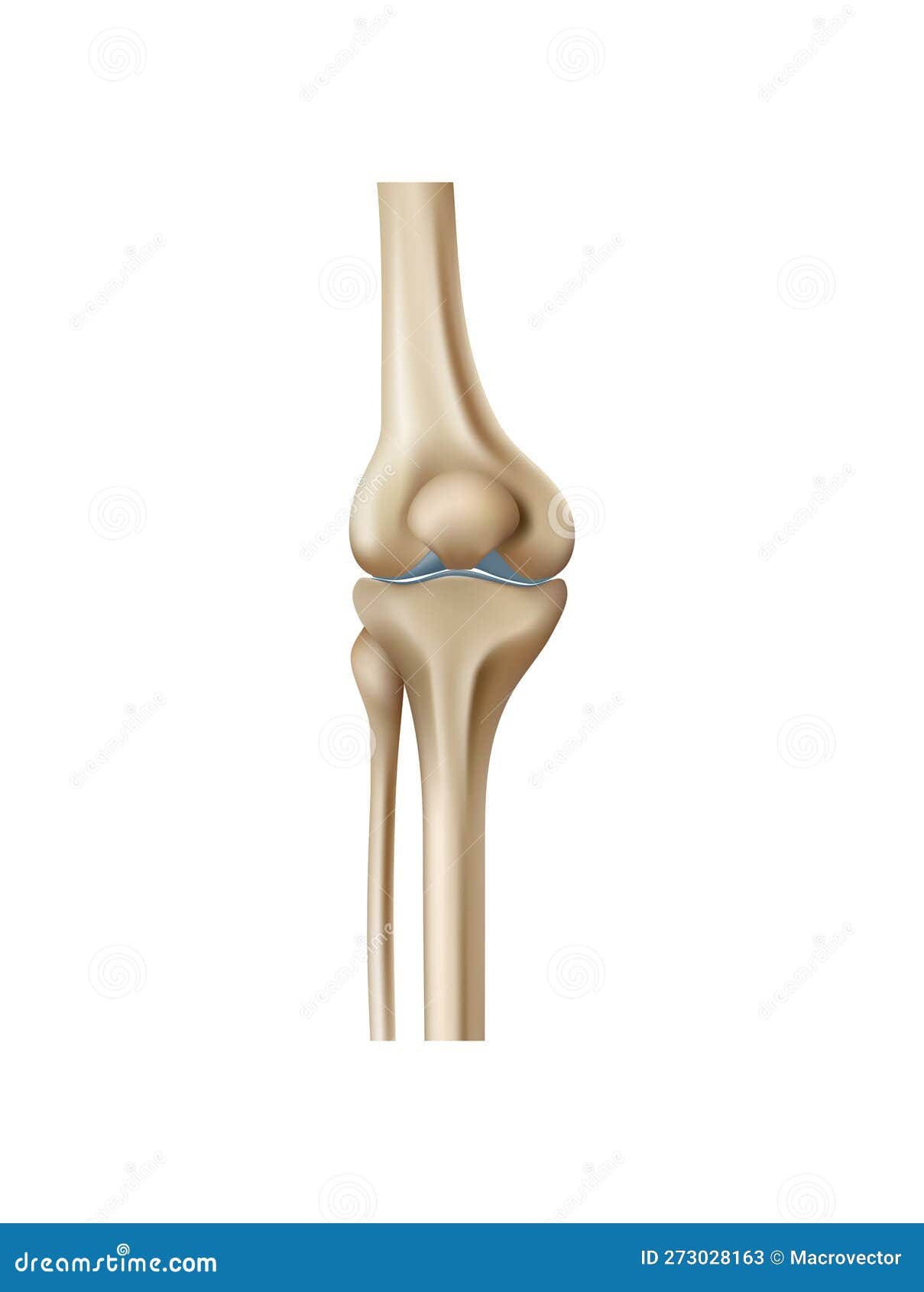 Realistic Knee Bone stock vector. Illustration of illness - 273028163