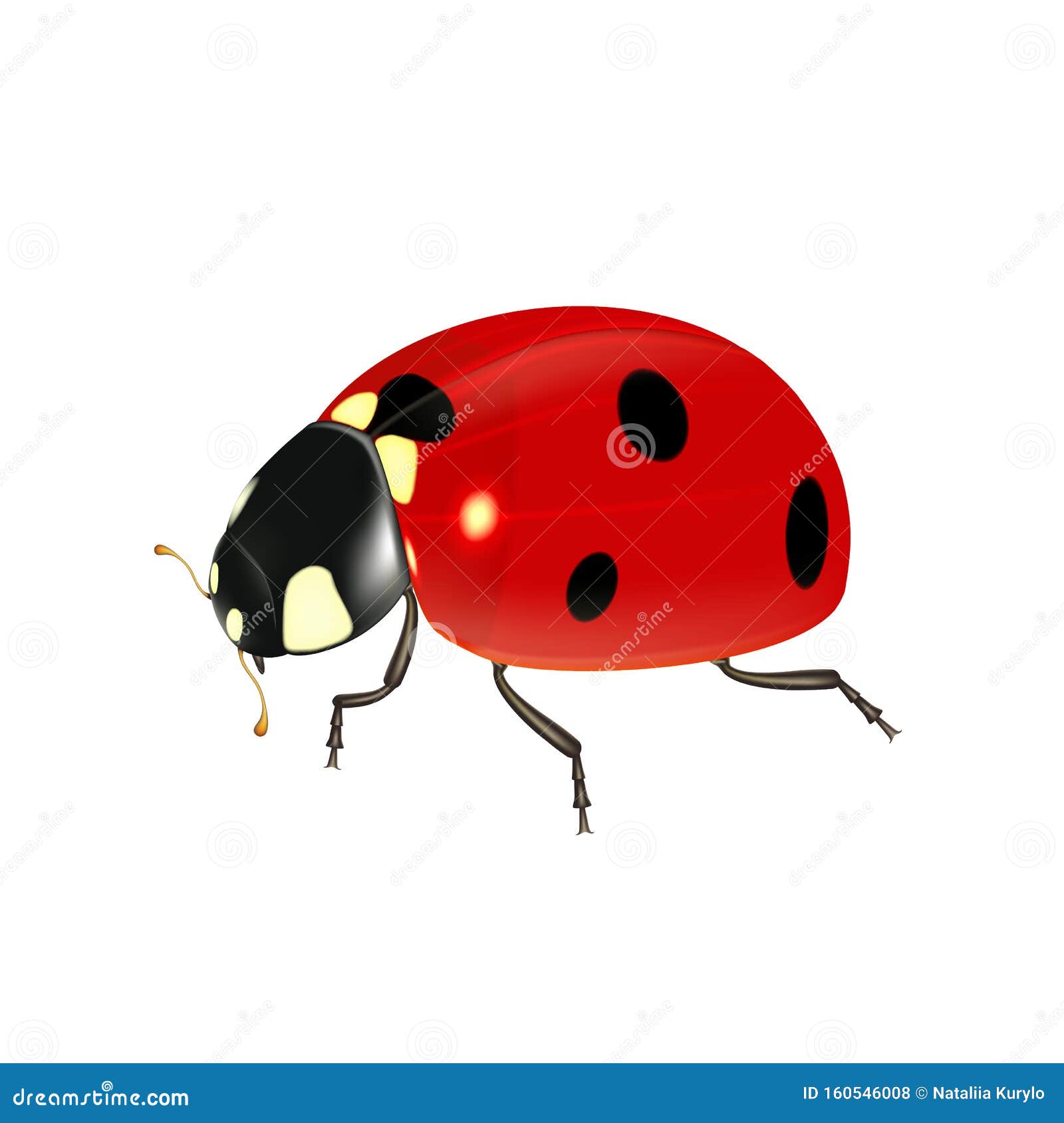 Realistic Ladybug On A White Background, Ladybird For Design And ...