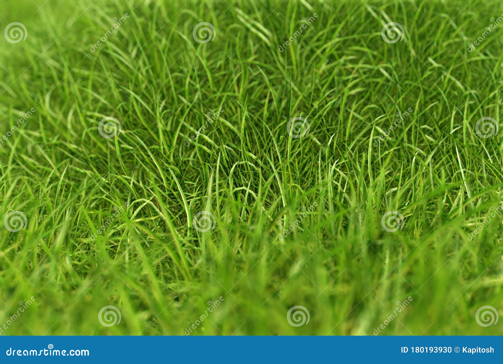 Realistic Lawn with Green Grass Render 3d Stock Illustration ...