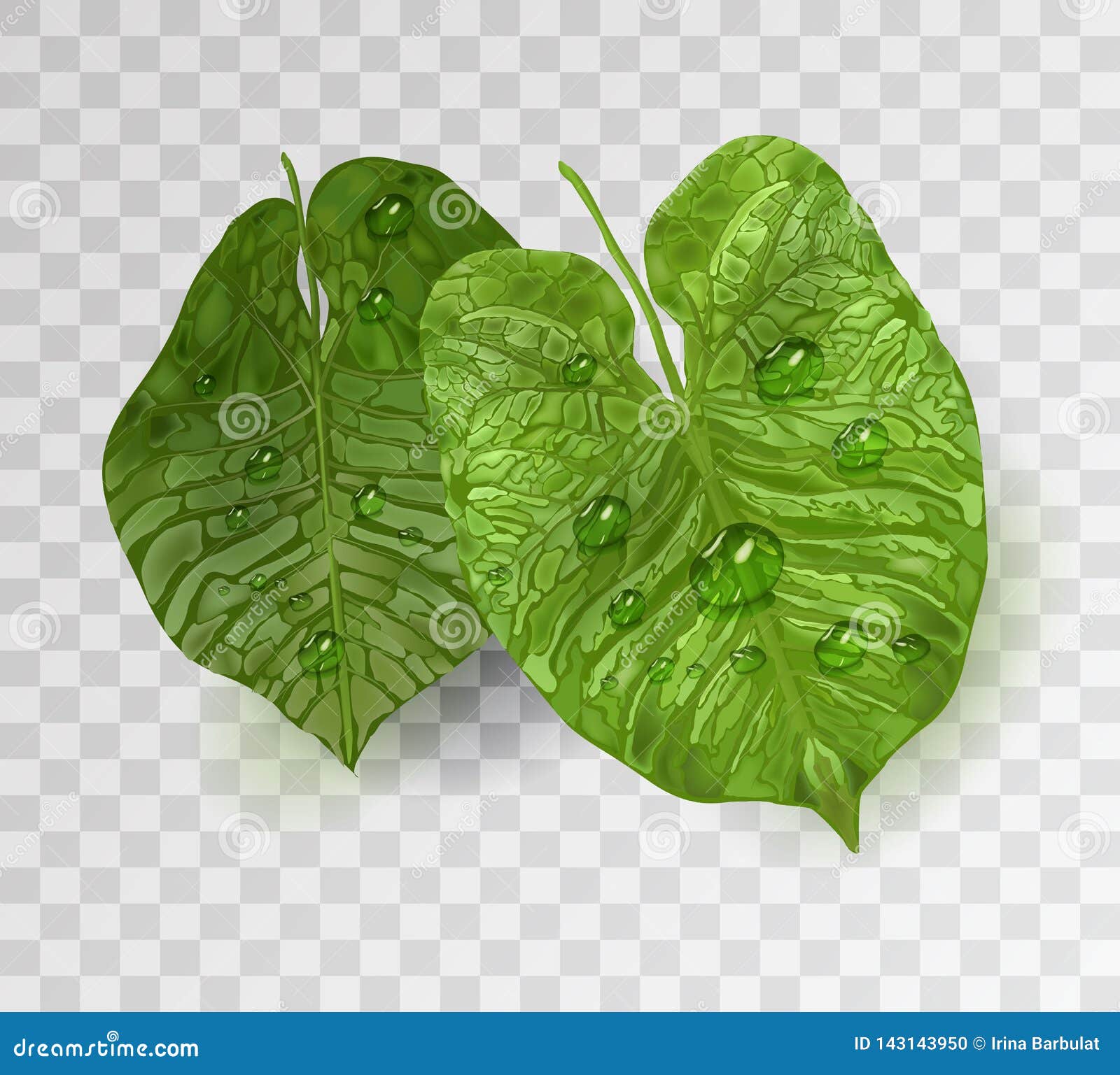 Realistic Leaf Elements with Water Drops, Dew. Green Plants in 3d Style ...