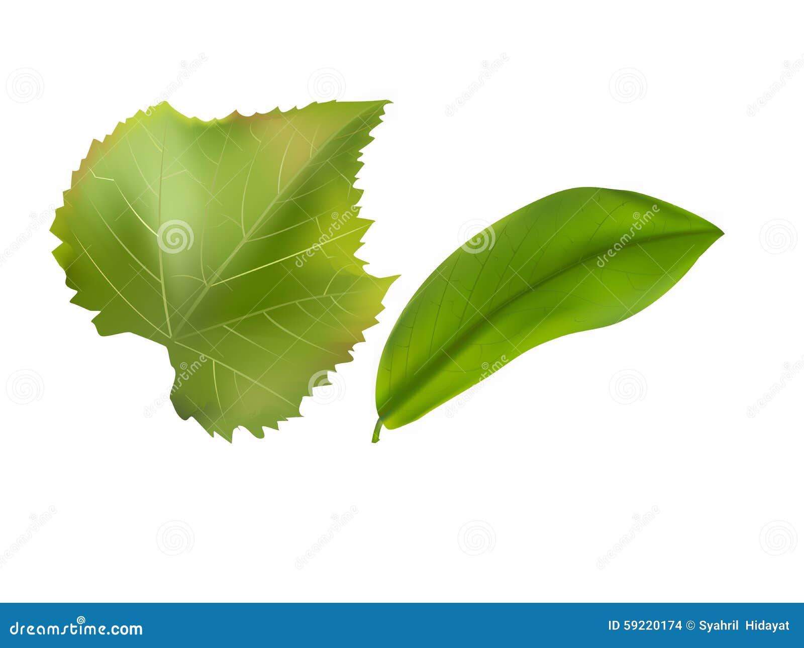 Realistic Leaf stock vector. Illustration of group, fresh - 59220174