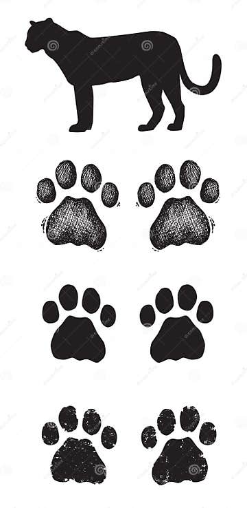 Realistic leopard tracks stock illustration. Illustration of feline ...