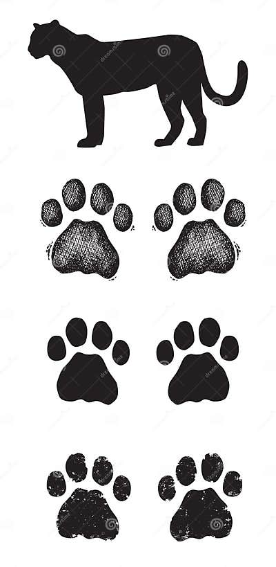 Realistic leopard tracks stock illustration. Illustration of feline ...