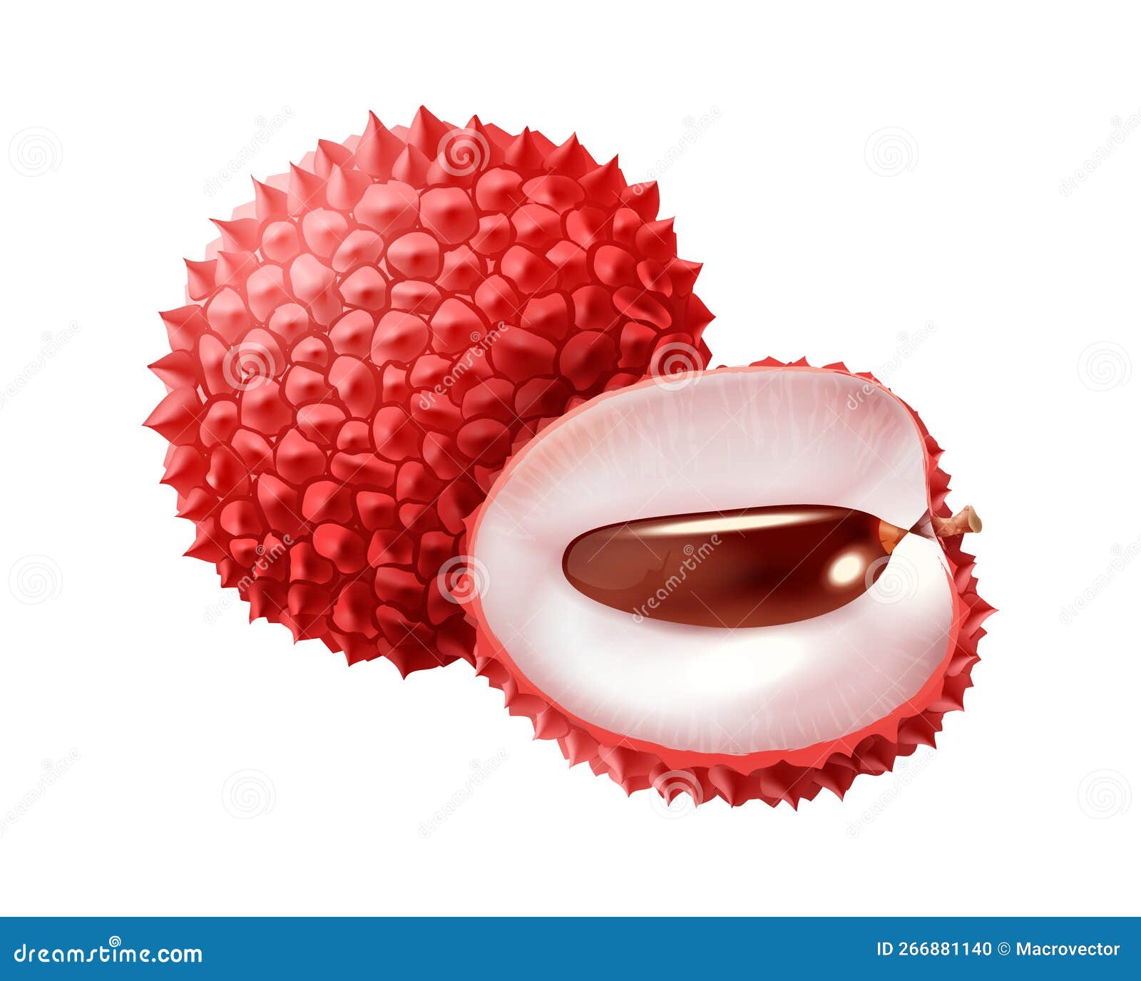 Lichi On White Background. Watercolor Illustration | CartoonDealer.com ...