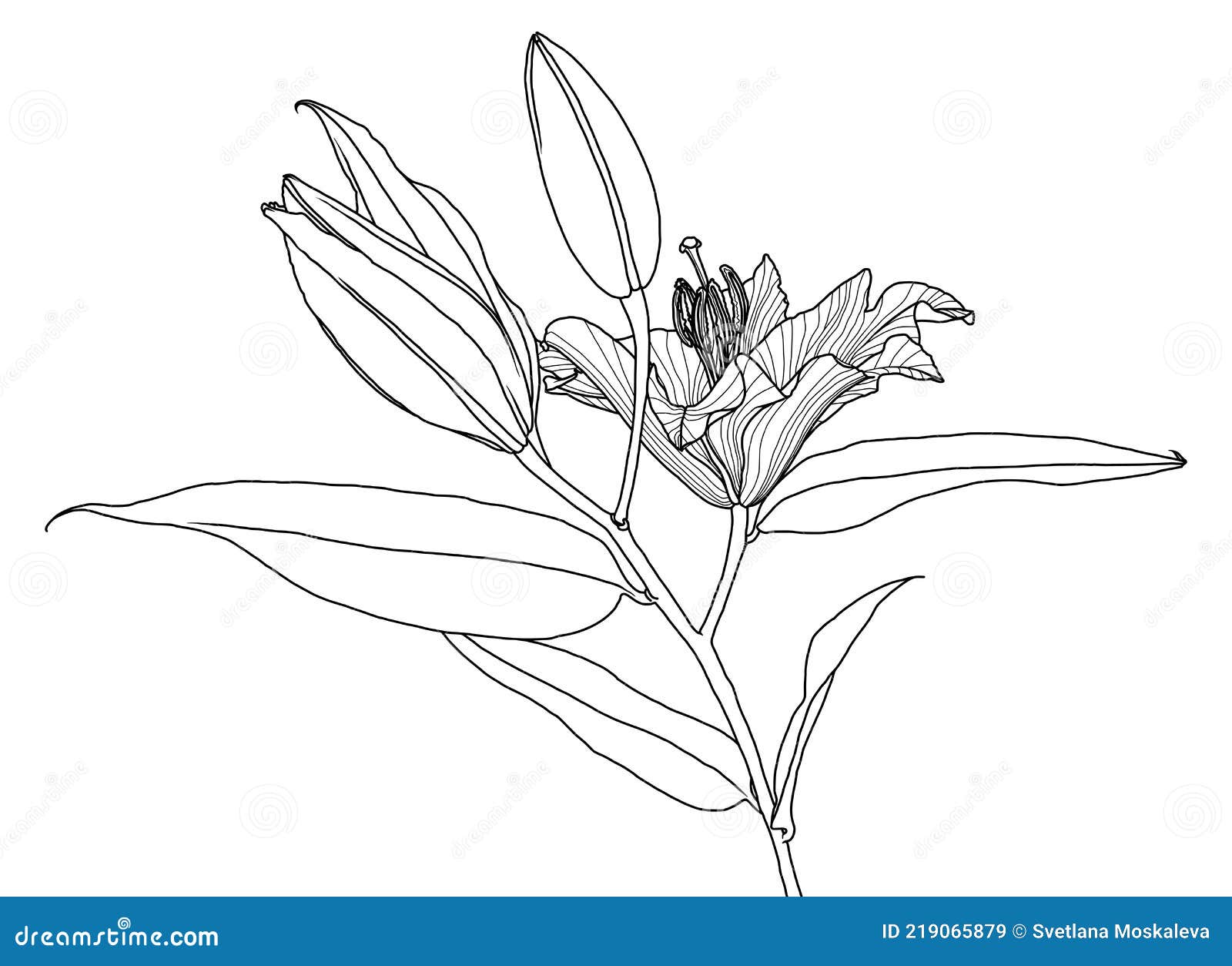 Realistic Linear Drawing of Lily Flower with Leaves and Buds Stock ...
