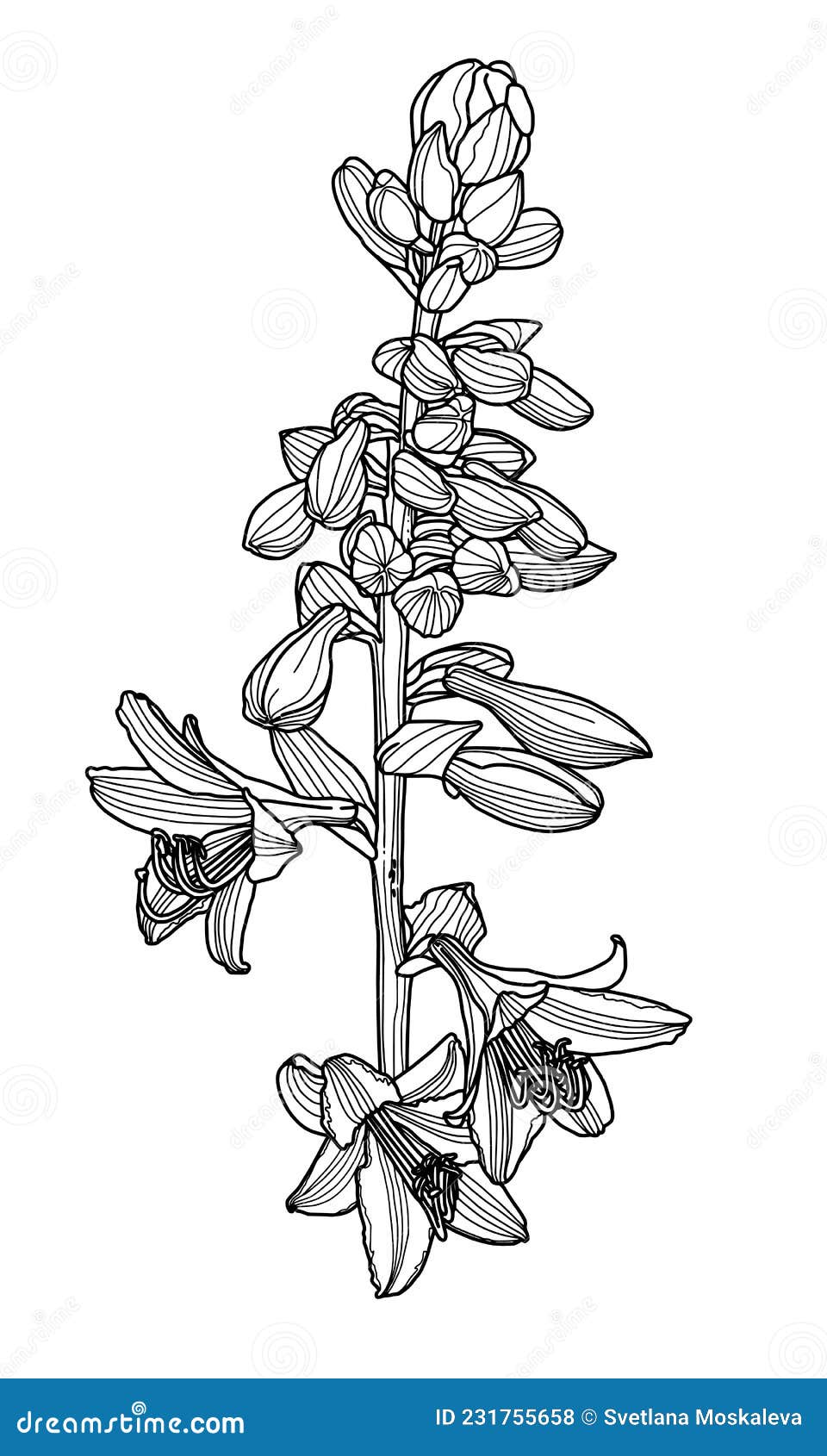Realistic Linear Hosta Flower Graphics with Leaves and Buds Stock ...