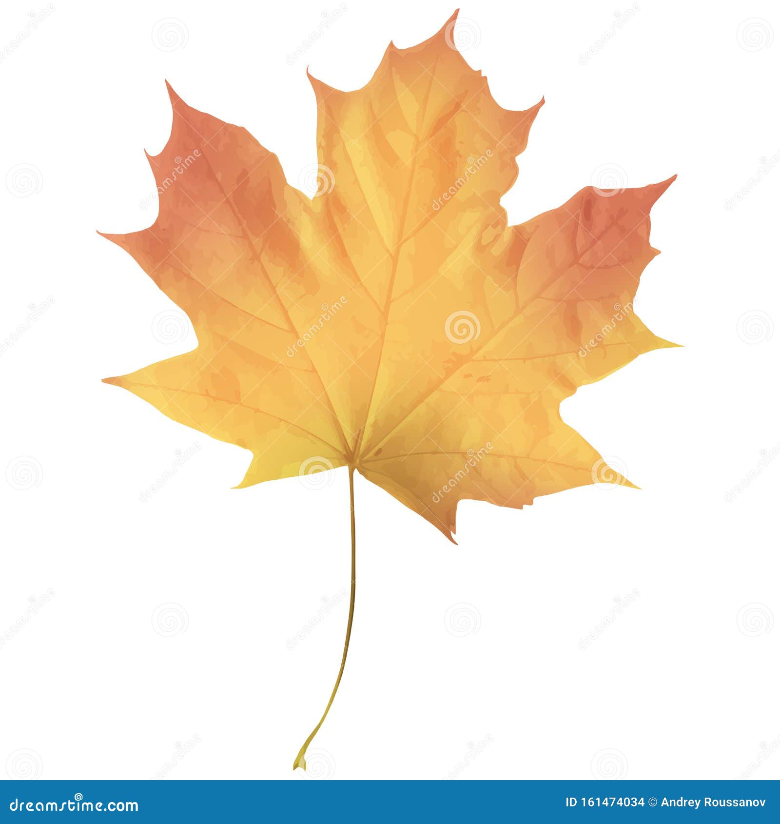 Realistic Maple Leaf Isolated on White Background Stock Vector ...