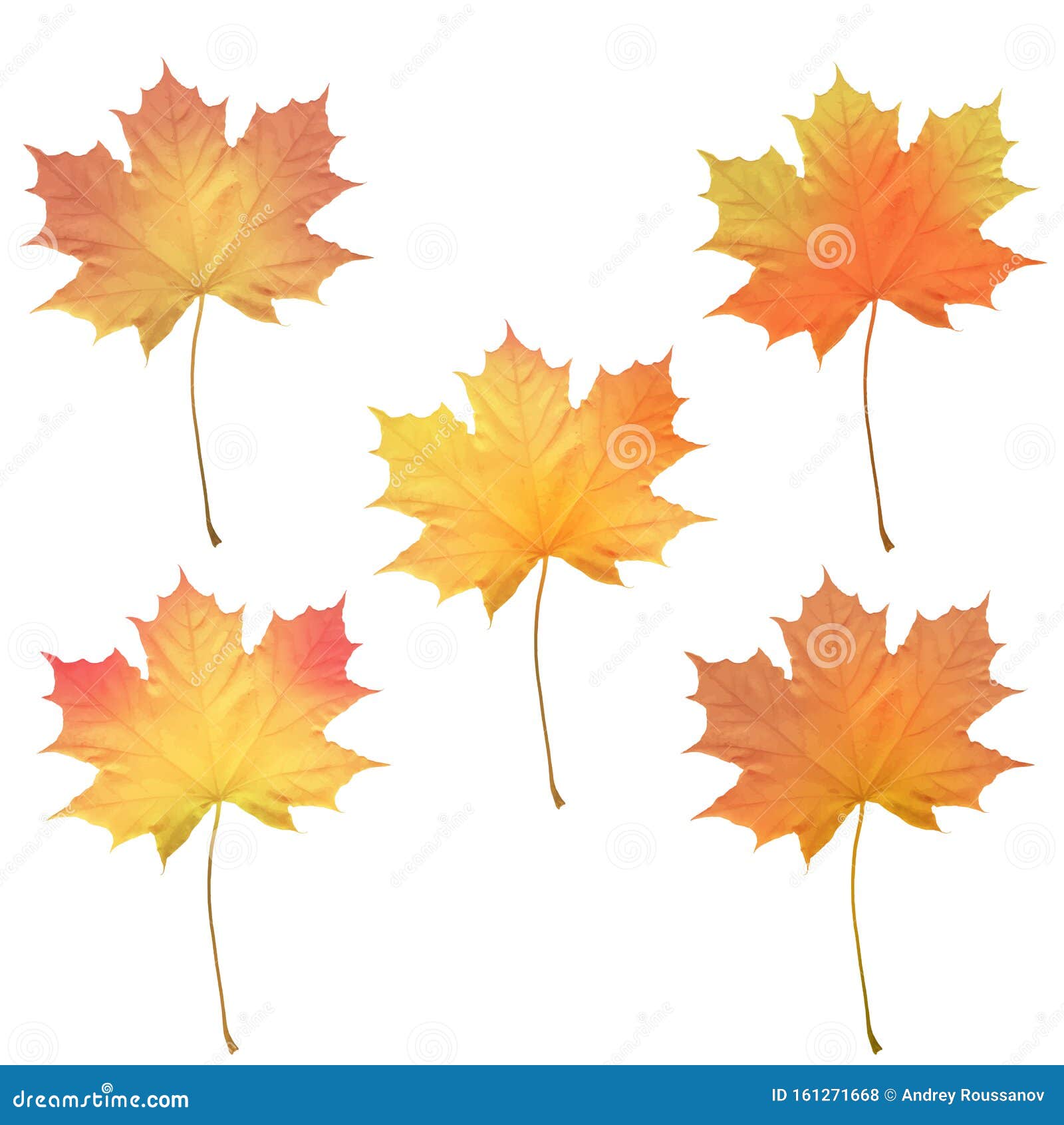 Realistic Maple Leaves Isolated on White Background Stock Vector ...