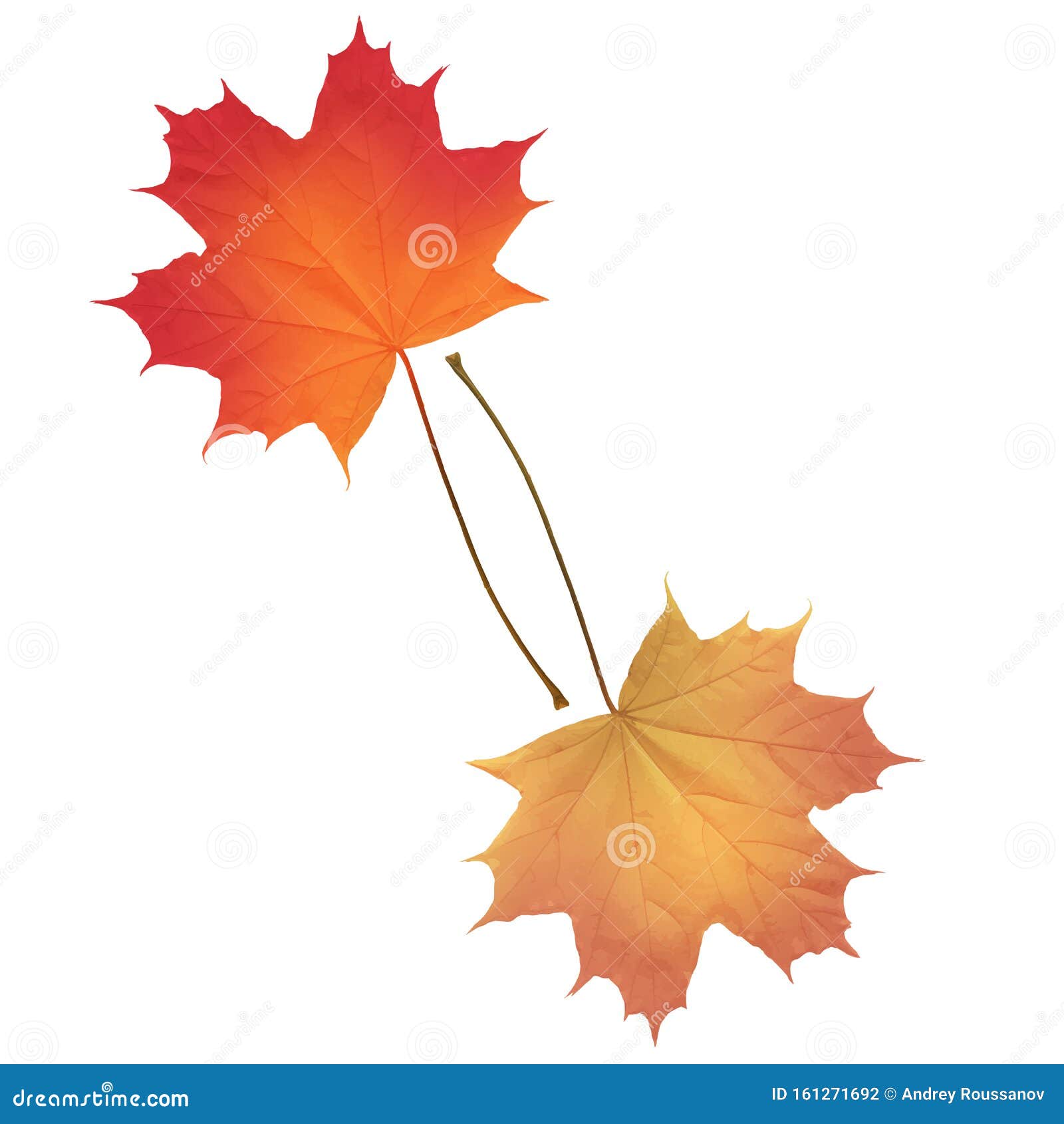 Realistic Maple Leaves Isolated on White Background Stock Vector ...