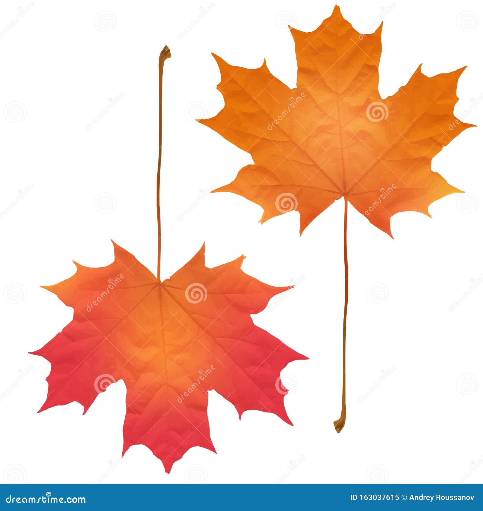 Realistic Maple Leaves Isolated on White Background Stock Vector ...