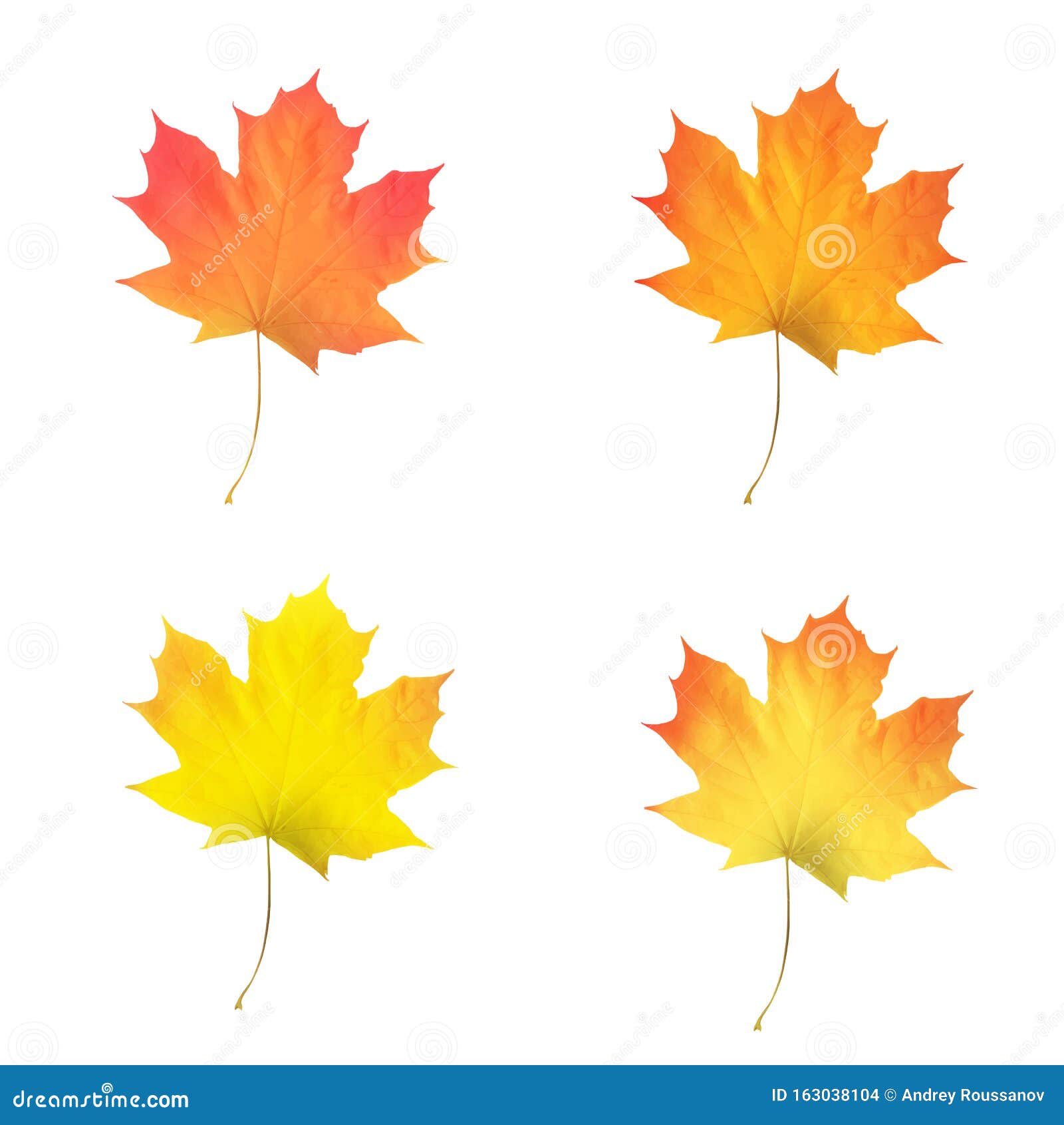 Realistic Maple Leaves Isolated on White Background Stock Vector ...