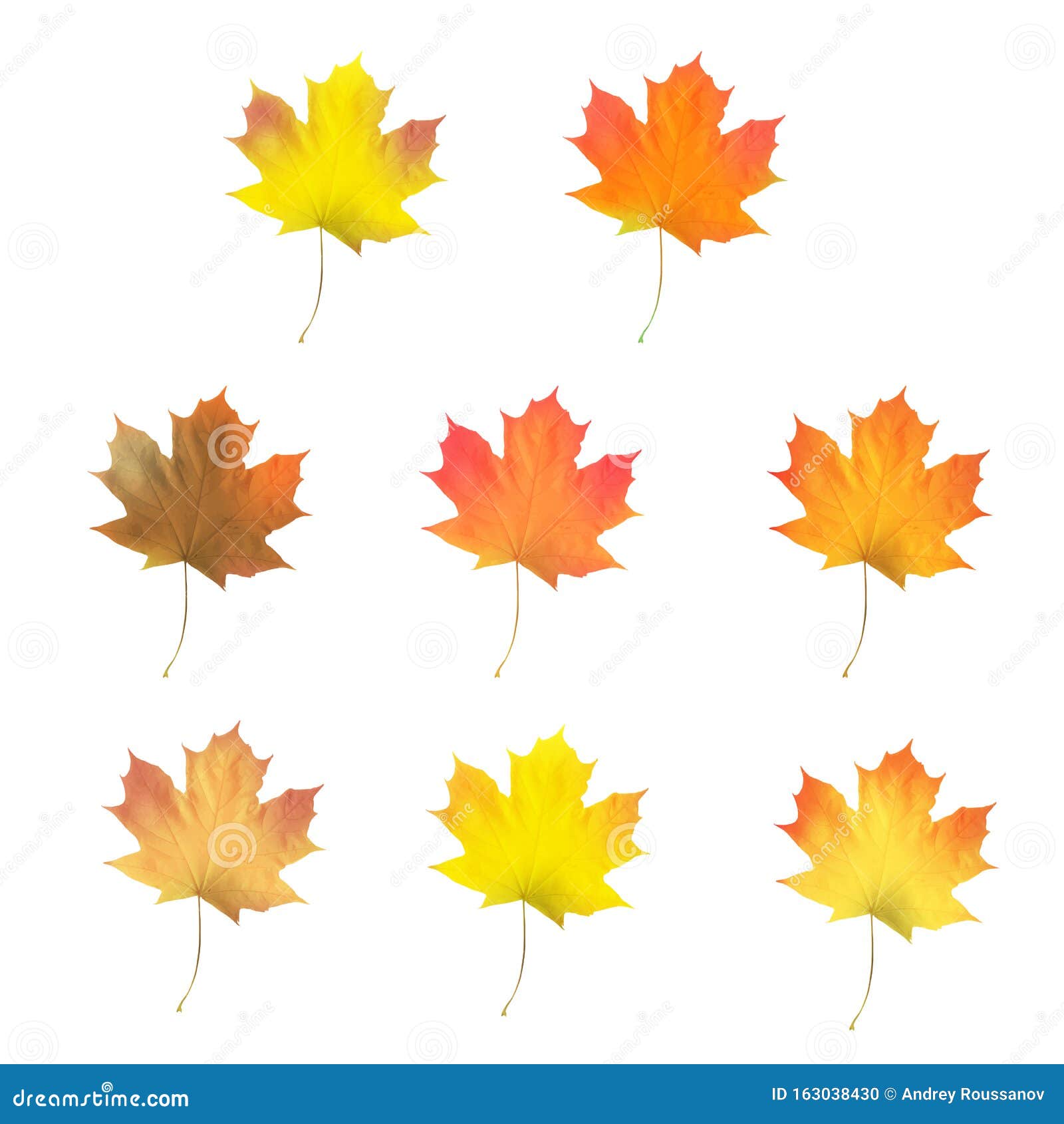 Realistic Maple Tree Illustration On White Background Royalty-Free ...