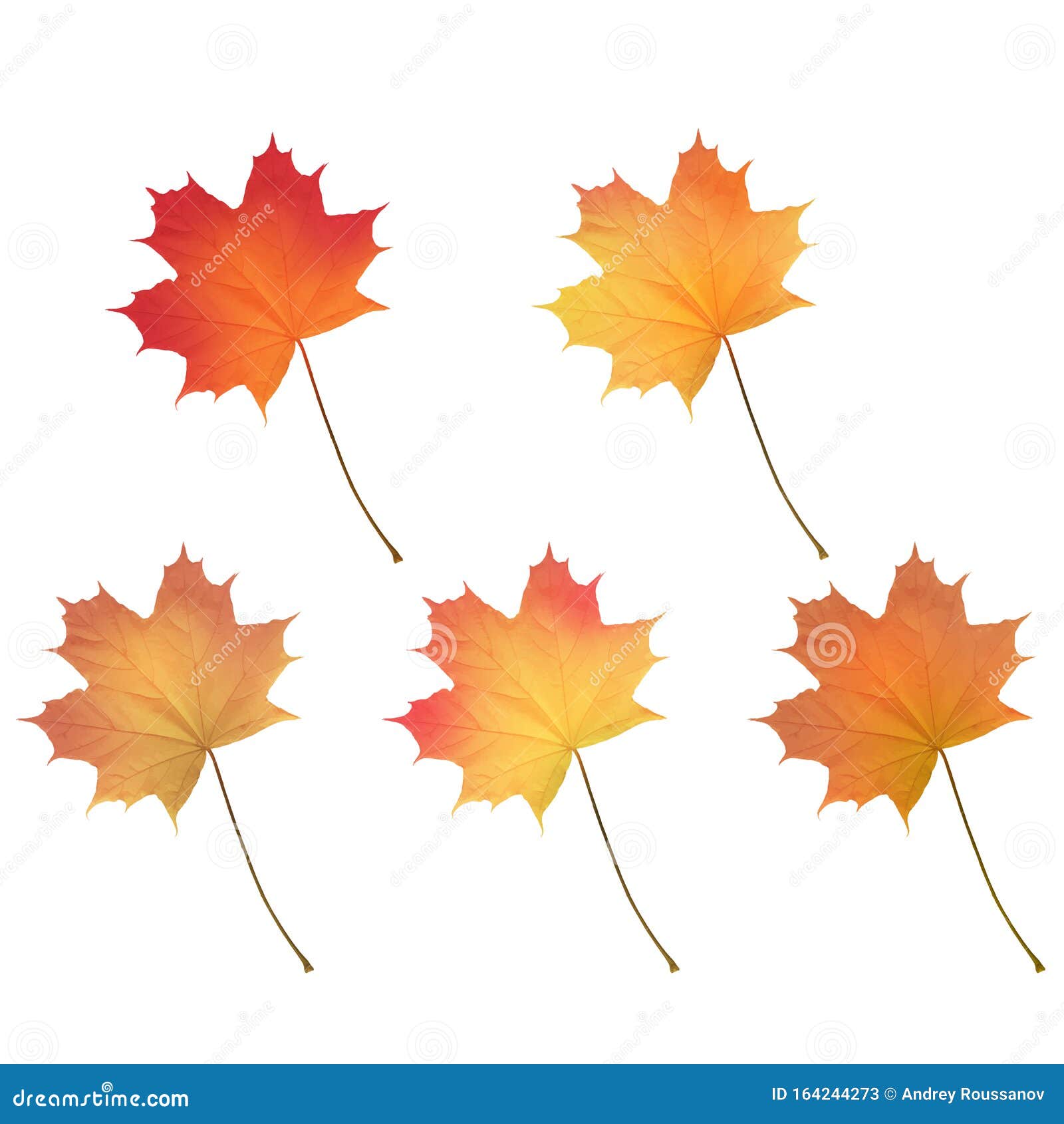 Realistic Maple Leaves Isolated on White Background Stock Vector ...