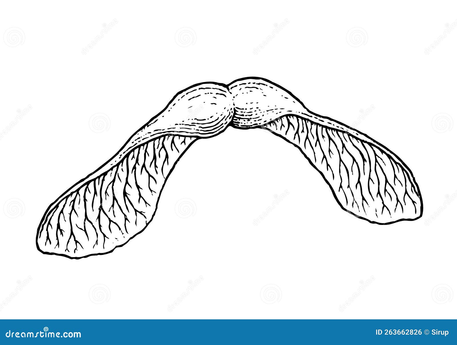 Realistic Hand Drawn Maple Seed Vector Illustrator Stock Vector ...