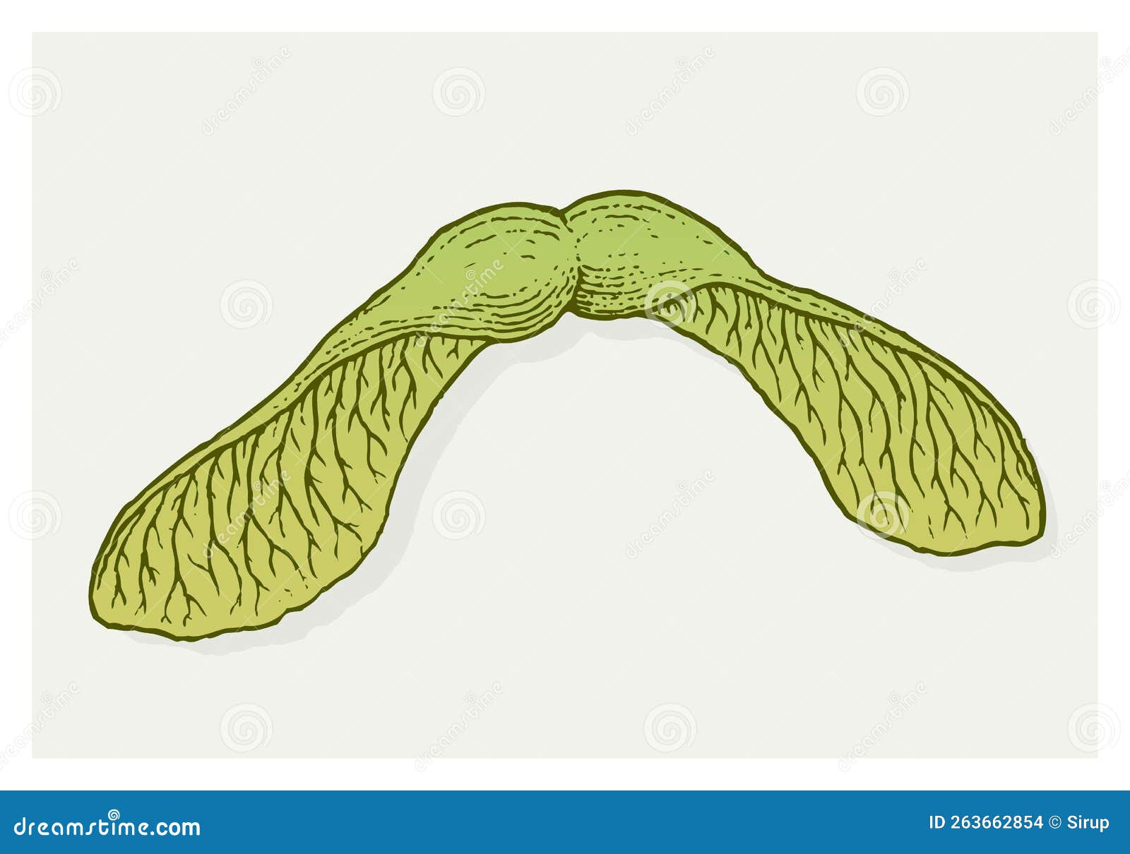 Realistic Hand Drawn Maple Seed Vector Illustrator Stock Vector ...