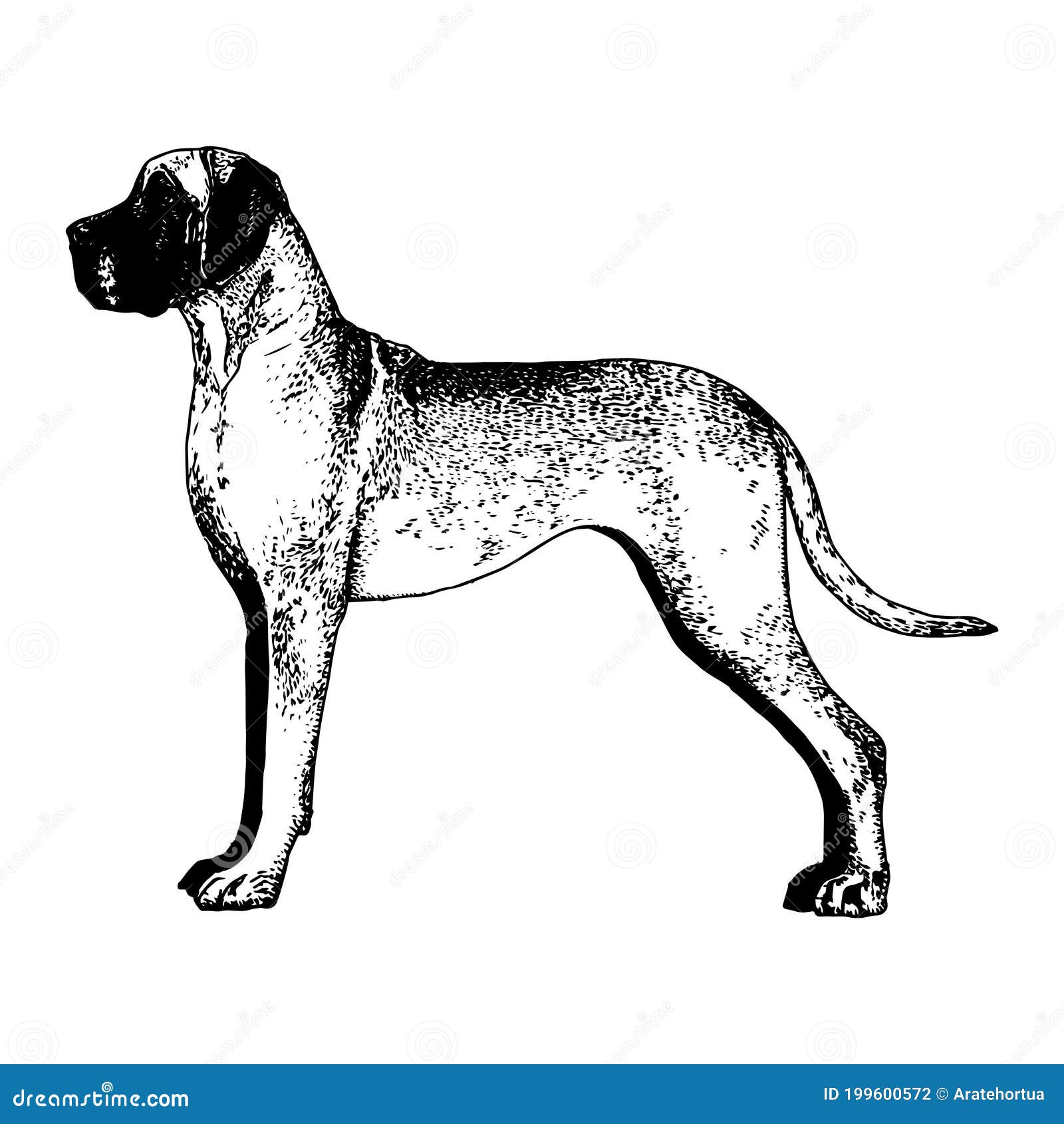 Realistic mastiff dog stock vector. Illustration of outline - 199600572