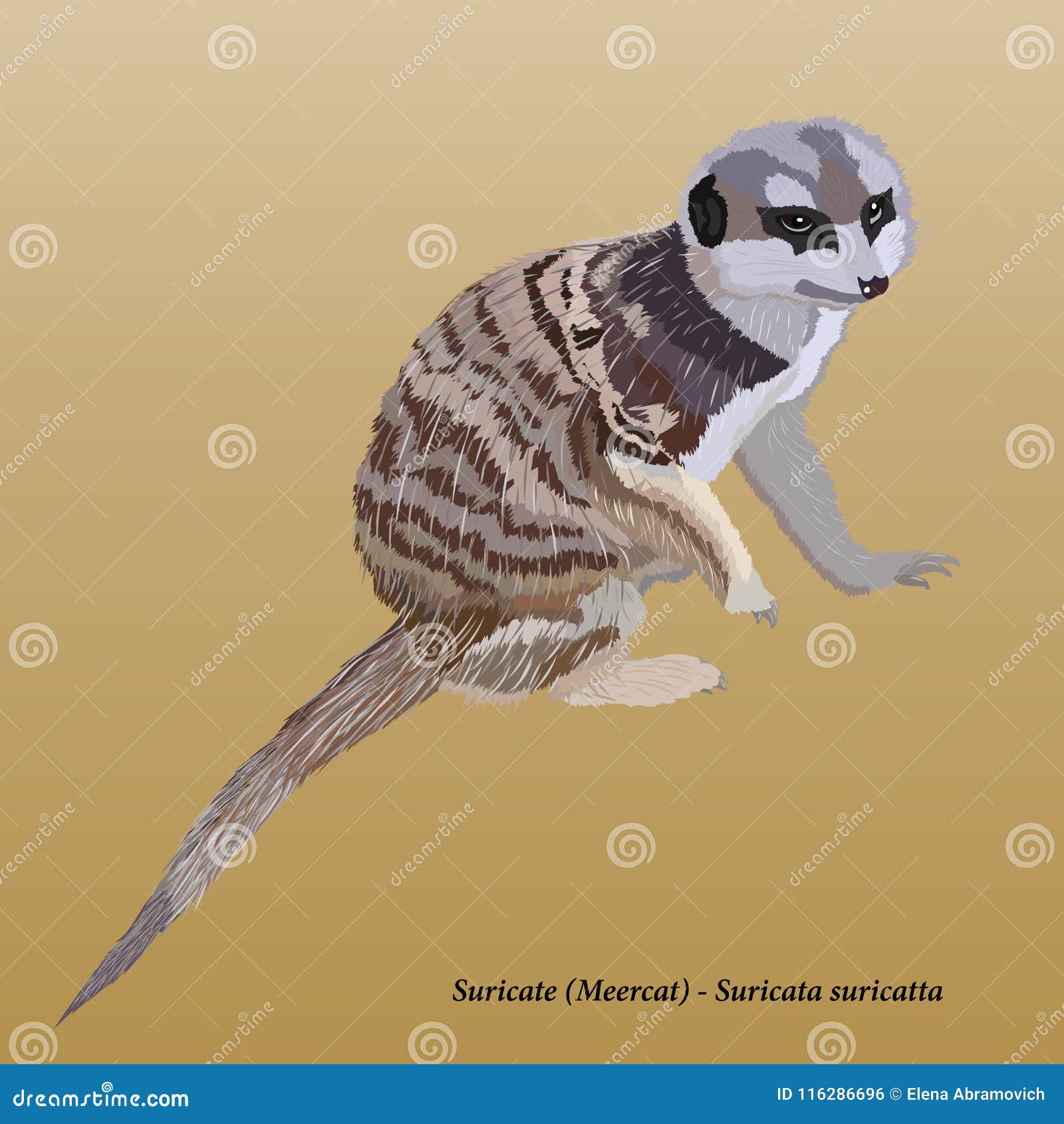 Meerkat, Suricate, Suricata Illustration, Drawing, Engraving, Ink, Line ...