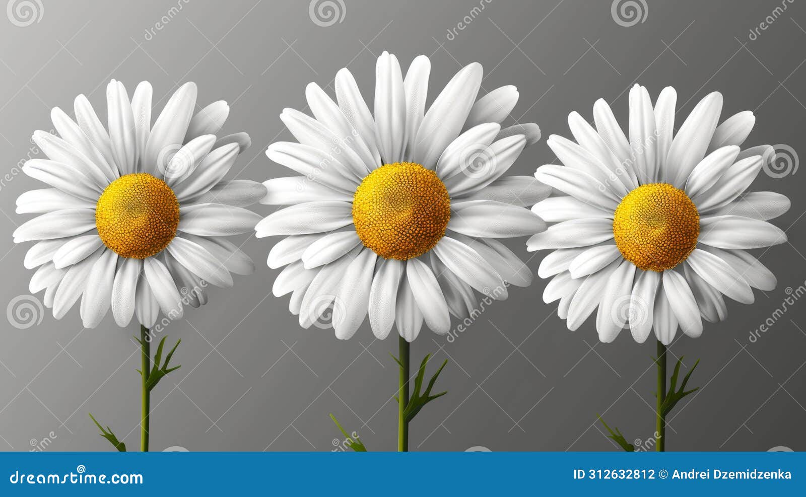 Realistic Modern Illustration of Chamomile Flowers Isolated on a ...