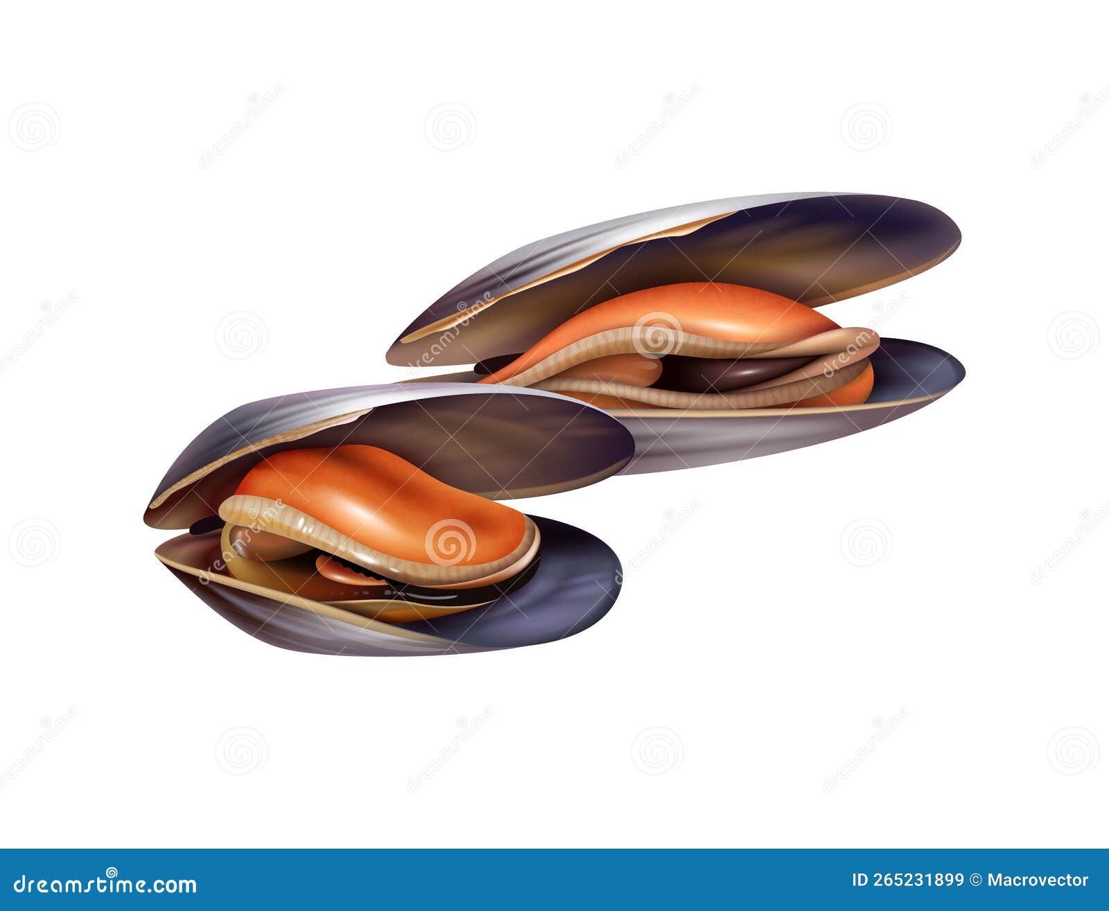 Realistic Mussels Illustration Stock Vector - Illustration of delicious ...