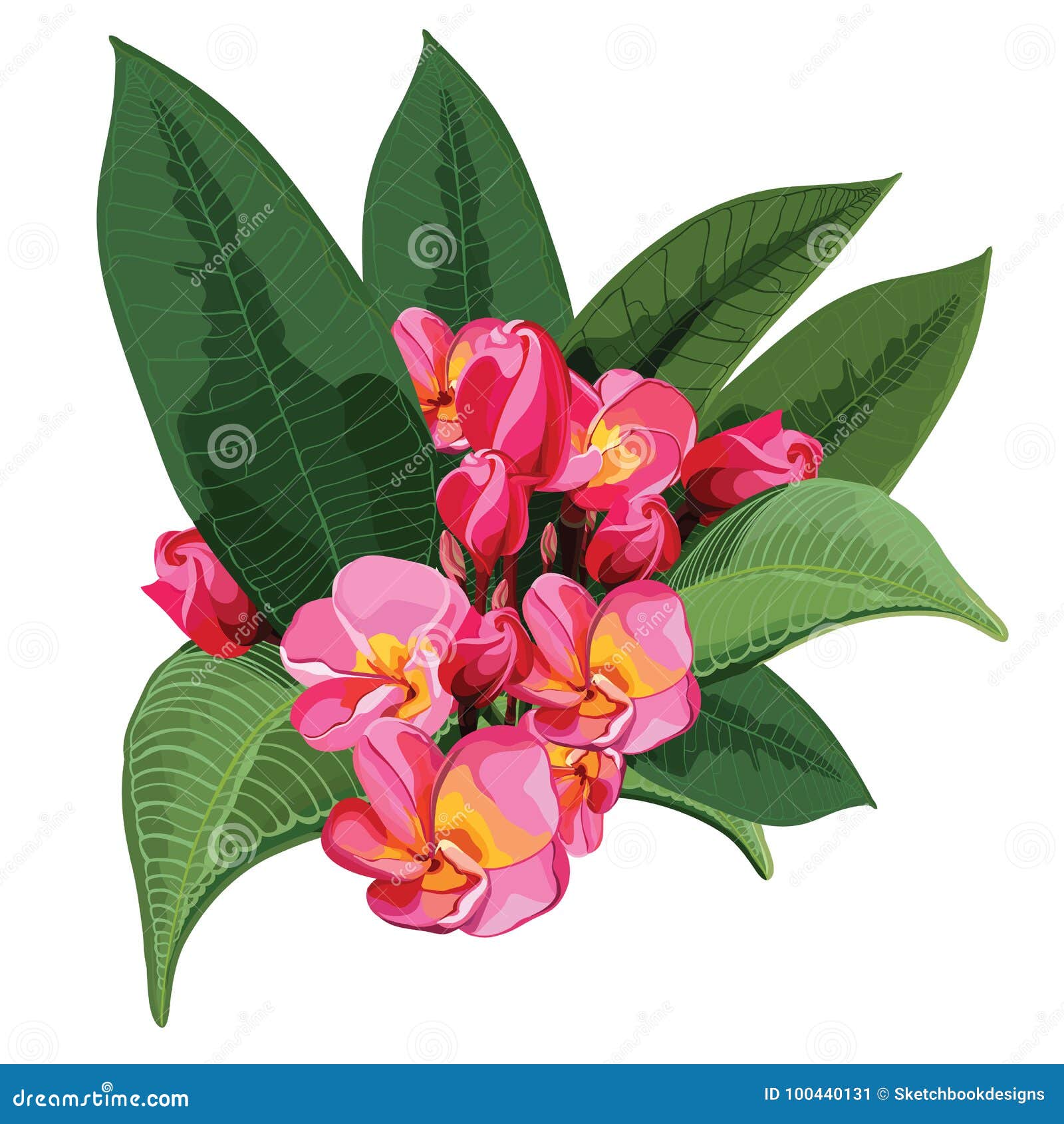 Pink Frangipani Vector stock vector. Illustration of plumeria - 100440131