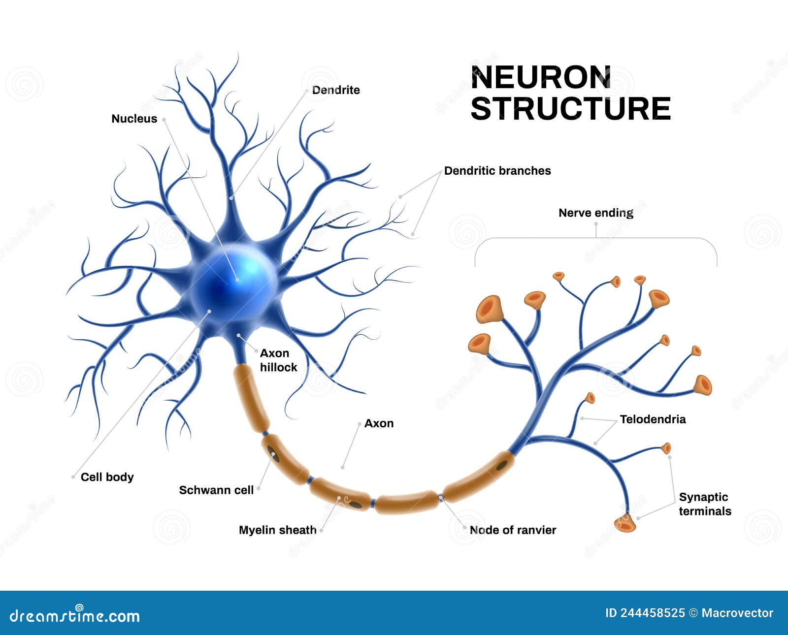 Realistic Neuron Anatomy stock vector. Illustration of anatomical ...