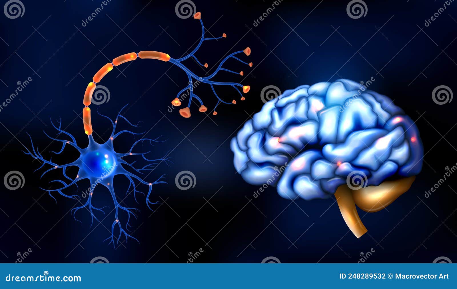 Realistic Brain Set stock vector. Illustration of decorative - 248289532